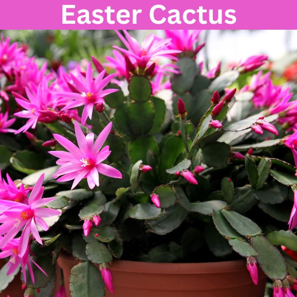 The 10 Fastest Growing Cacti For Your Home Or Garden - Herbvity