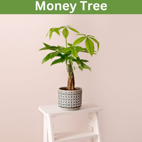 10 Cat Safe Plants You Can Grow At Home - Herbvity